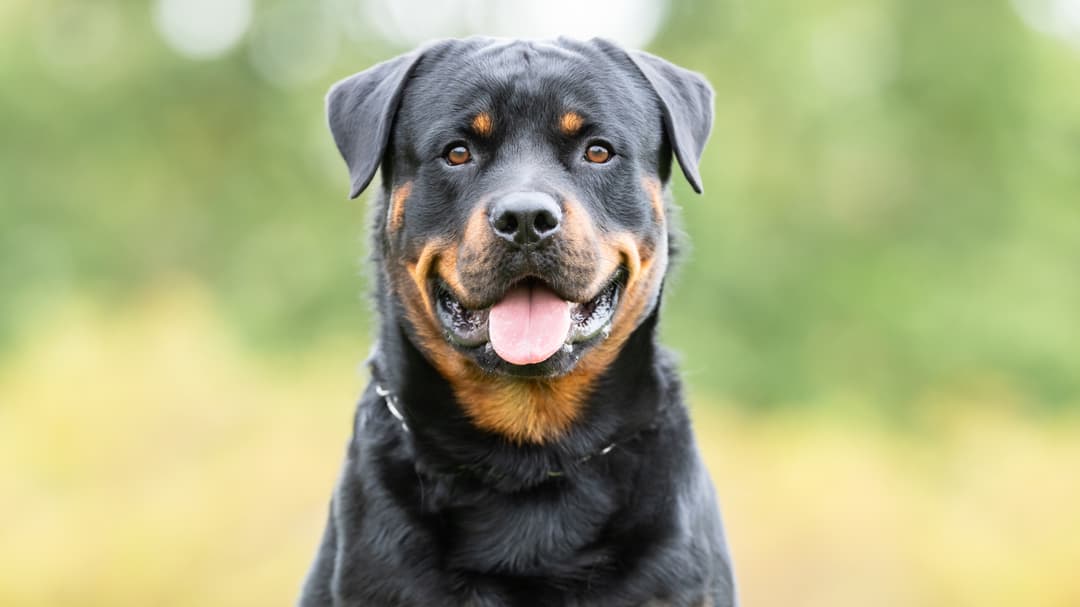 Tierheim - Stadt Gera